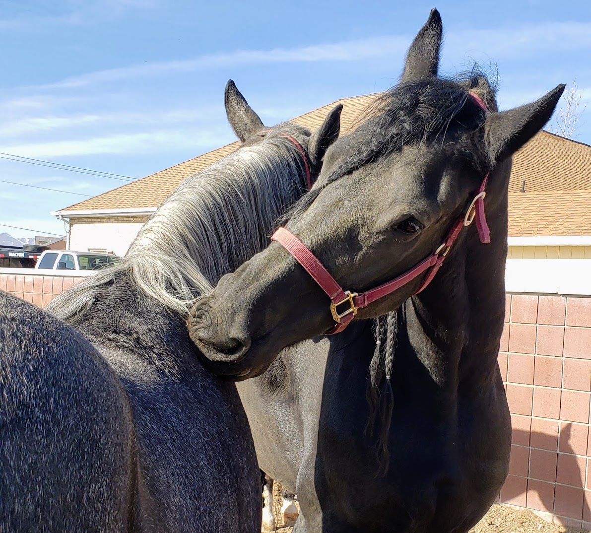 Equine Therapy – Mary Coombs, LCSW