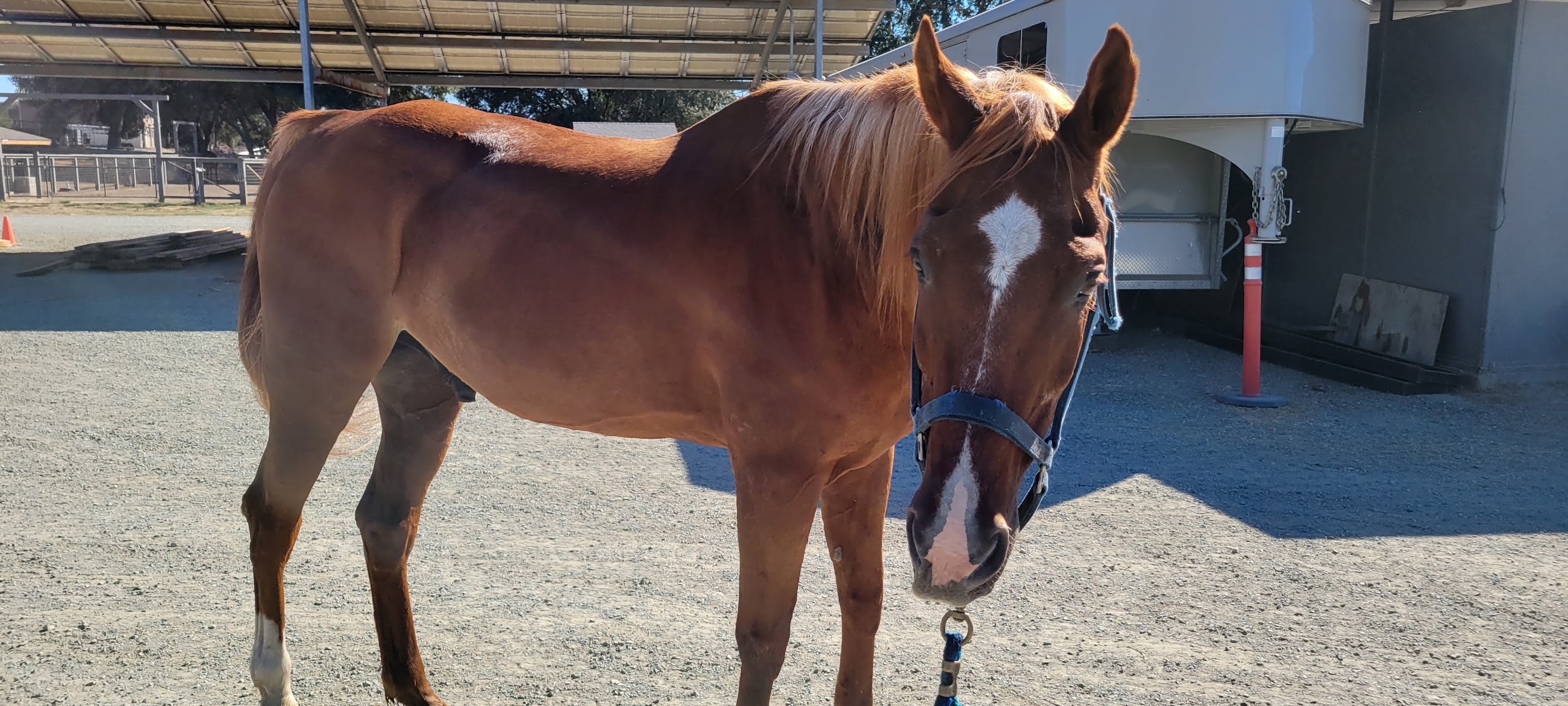 Equine Services – Mary Coombs, LCSW