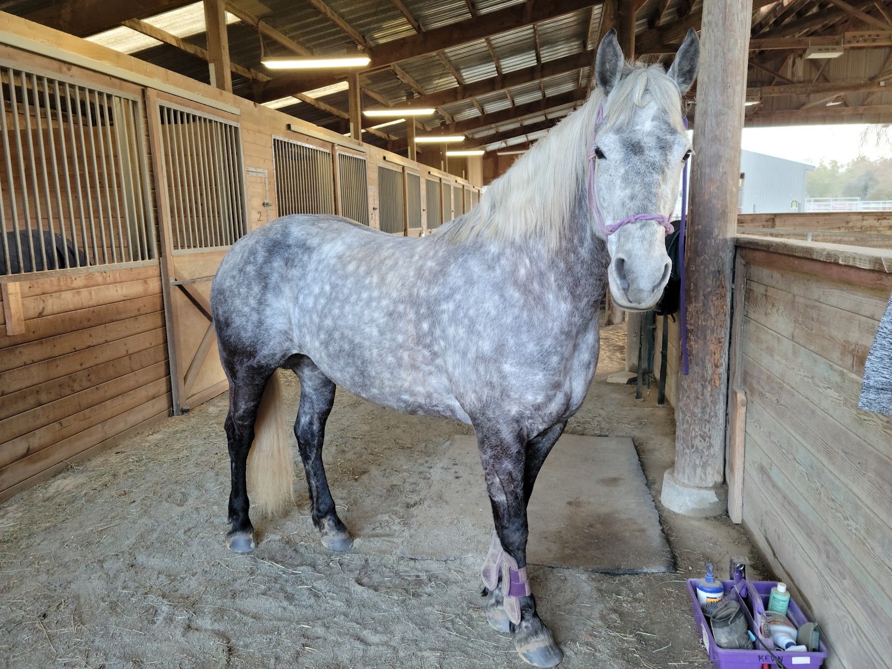 Equine Services – Mary Coombs, LCSW