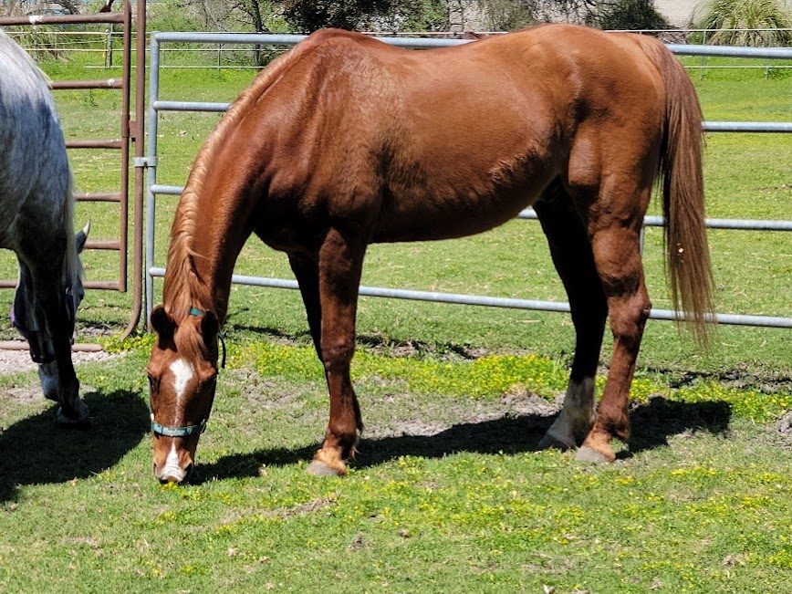 Equine Services – Mary Coombs, LCSW