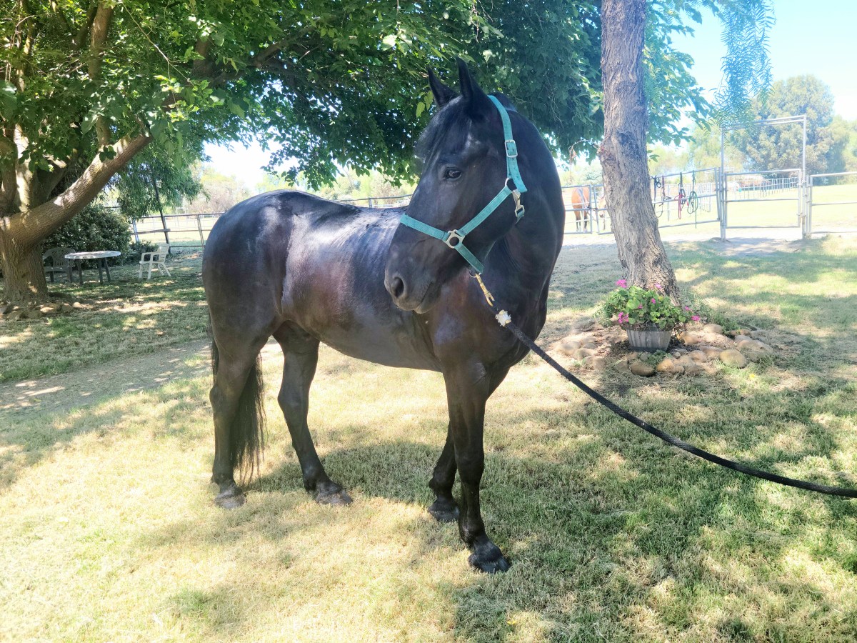 Fees and Pricing – Mary Coombs, LCSW